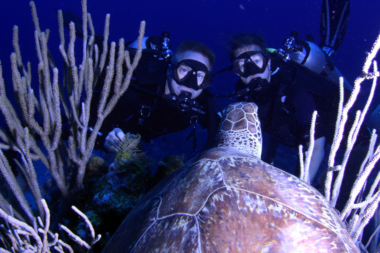 PADI and SDI Open Water Group, Private & Online Classes – Aqua Diving ...